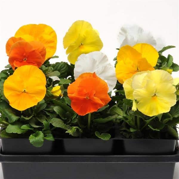 BELL NURSERY 10 In. Pansy Spring Matrix Daffodil Mix Annual Live Plant ...