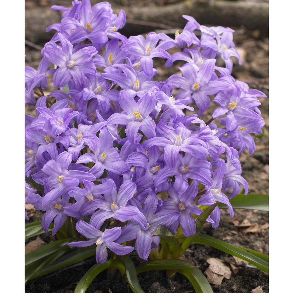 national PLANT NETWORK Bee Garden Nature Friendly Collection Multi ...