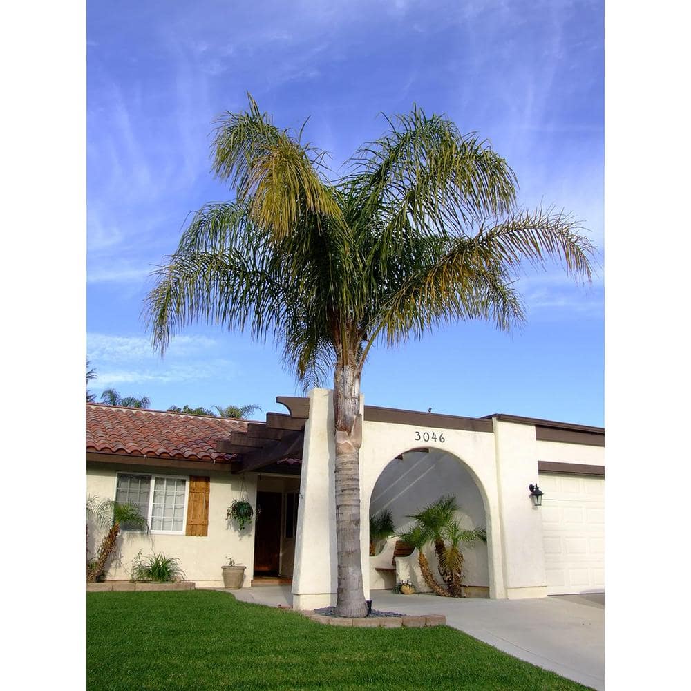 Wekiva Foliage Queen Palm-Live Plant in a 10 in. Growers Pot-Syagrus ...