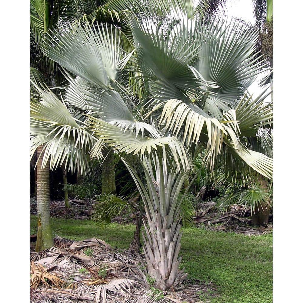 Wekiva Foliage Cuban Wax Palm-Live Plant in a 4 in. Growers Pot ...