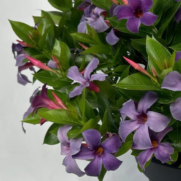 national PLANT NETWORK 4 in. Mandevilla Bluephoria Summer Annual Plant ...