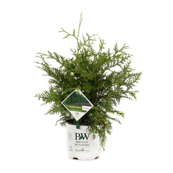 PROVEN WINNERS 1 Gal. Spring Grove Western Arborvitae (Thuja) Live ...