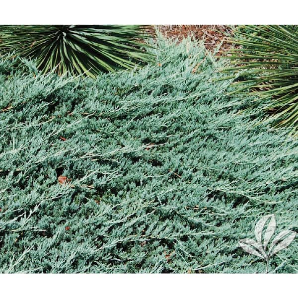 Juniperus Horizontalis Blue Chip