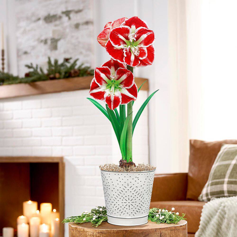 DIRECT GARDENING Samba Red and White Flowering Amaryllis Bulb Gift Kit ...