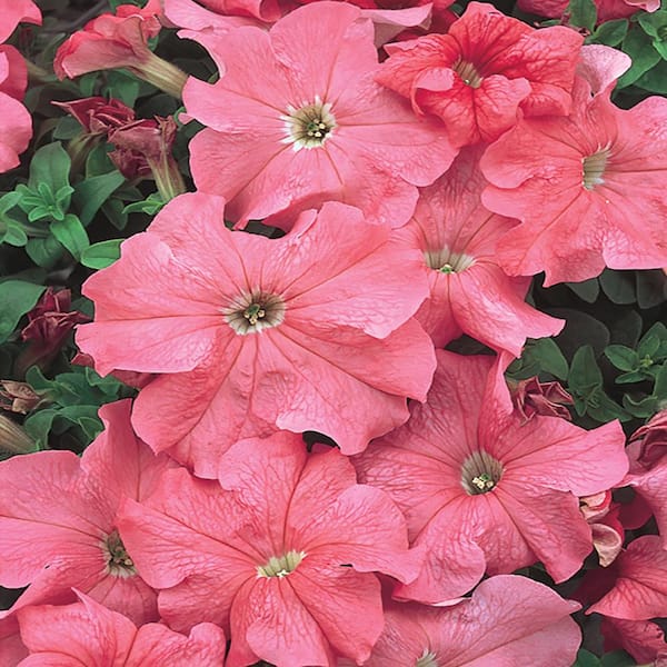 1.88-Pint Salmon Petunia Plant (8-Pack) 46994 - The Home Depot