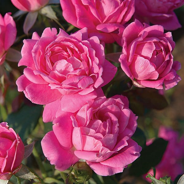 KNOCK OUT Bare Root Knockout Double Pink Rose with Pink Flowers (2-Pack ...