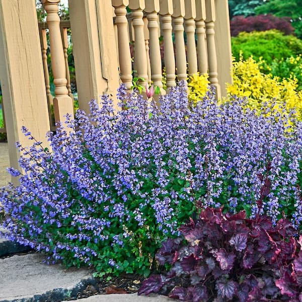 DIRECT GARDENING 1 Gal. Pot, Purrsian Blue Catmint Nepeta Potted ...