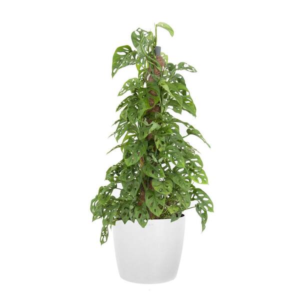 United Nursery Monstera Adansonii Totem Swiss Cheese Vine Indoor ...