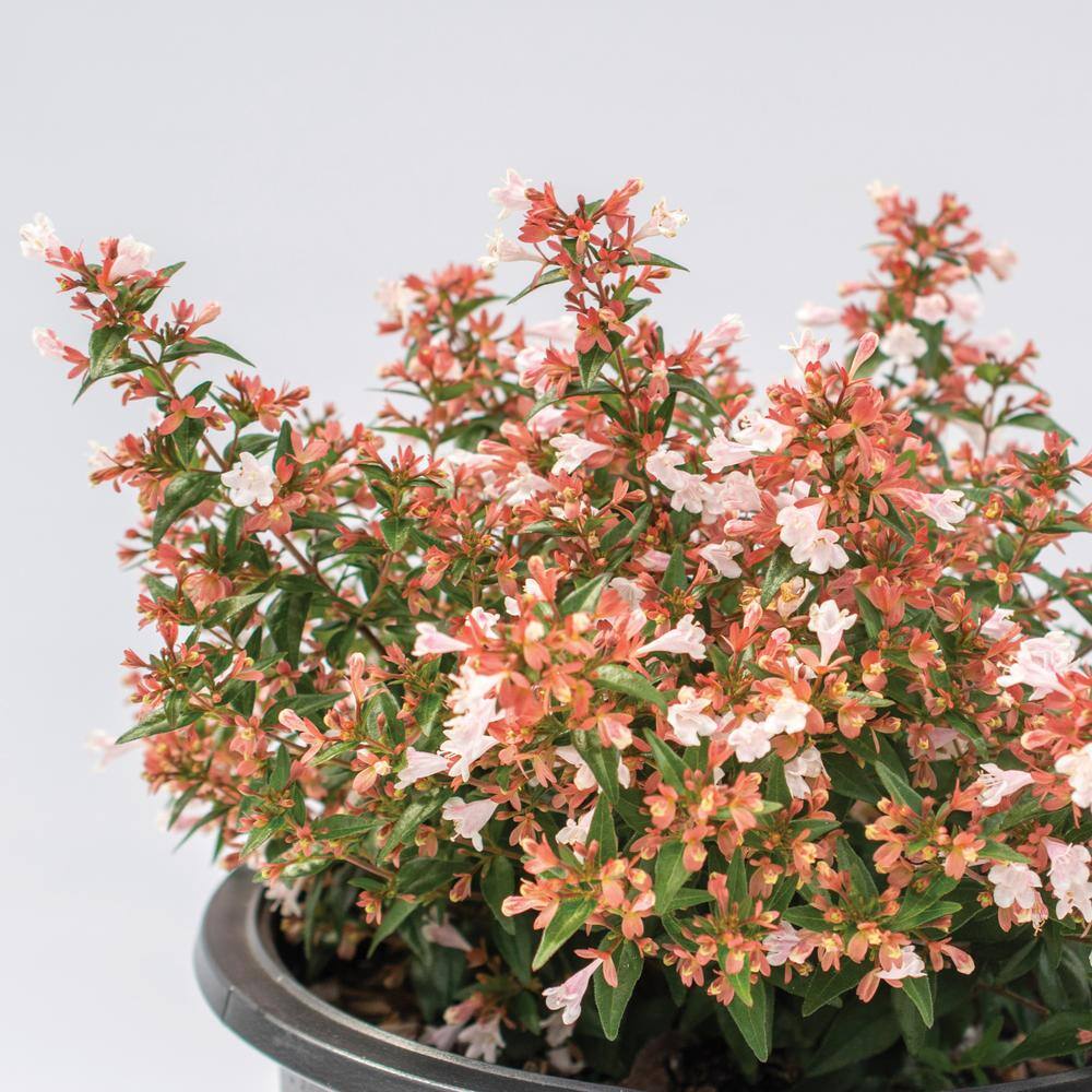 national PLANT NETWORK 3 Gal. Abelia Raspberry Perfection Shrub with ...