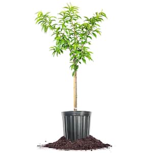Perfect Plants White Lady Peach Tree 3 gal. Growers Pot, Fruit Bearing ...