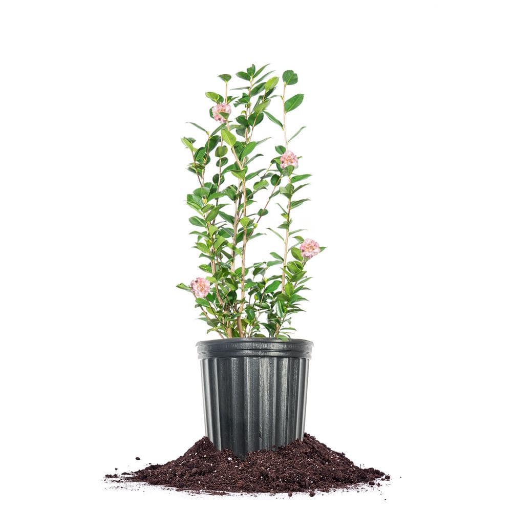 Perfect Plants High Fragrance Camellia Plant in 1 Gal. Grower's Pot THD ...