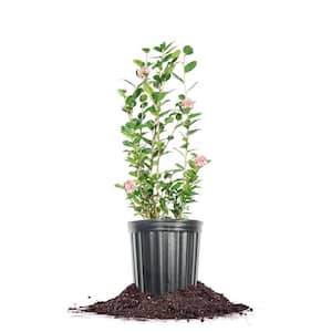 Perfect Plants Shi Shi Camellia Shrub in 1 Gal. Grower's Pot THD ...