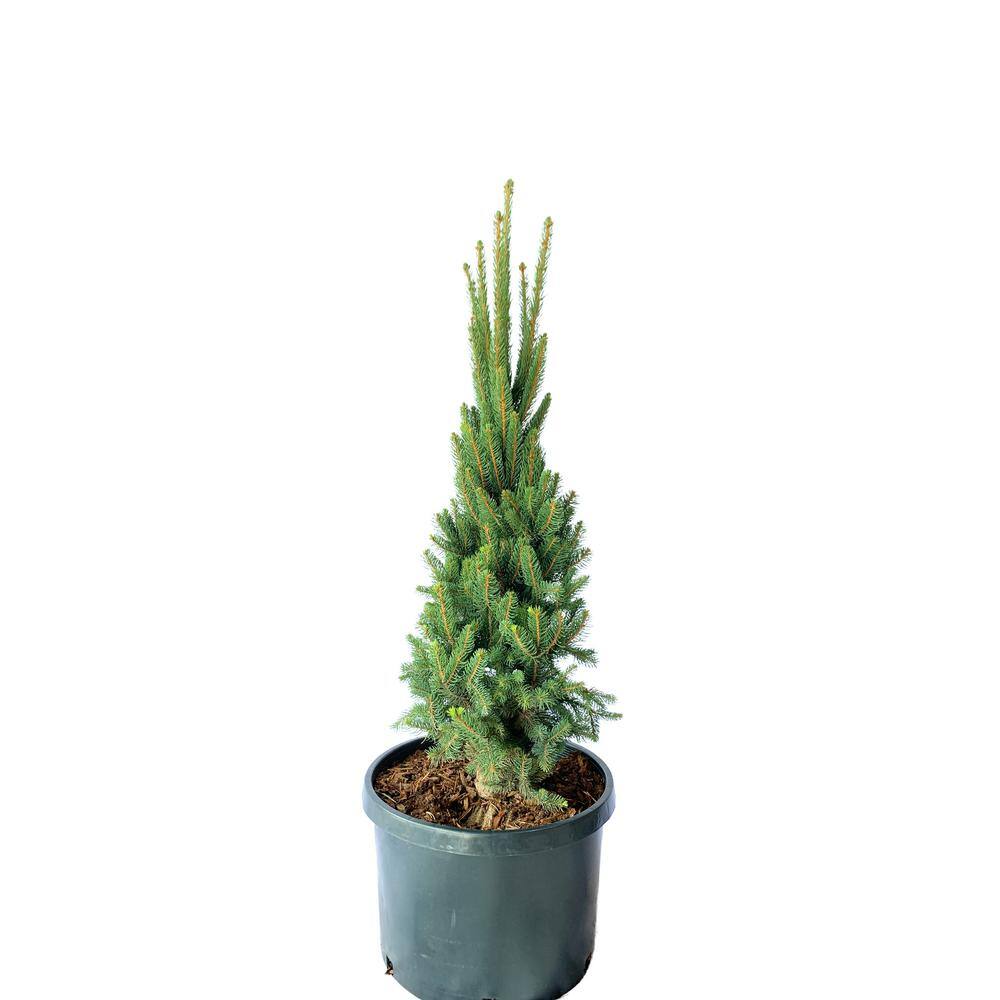 Spruce Norway Columnar #15 1002723899 - The Home Depot
