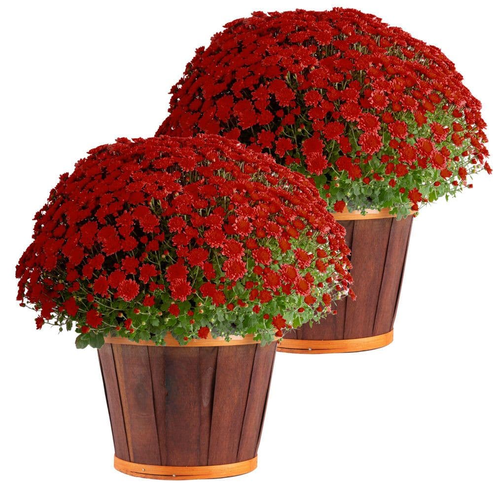 Costa Farms Red Ready to Bloom Fall Chrysanthemum Outdoor Plant in 3 qt. Decor Pot, Avg ...