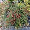 3 Gal. Firecracker Plant Flowering Shrub with Scarlet Red Flowers ...