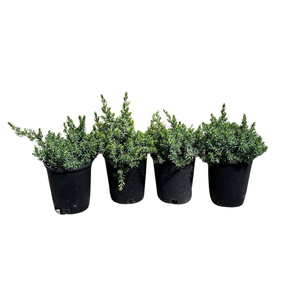 Alder & Oak #1 container 'Blue Pacific' Juniper Shrubs (4-Pack) JUBP01 ...