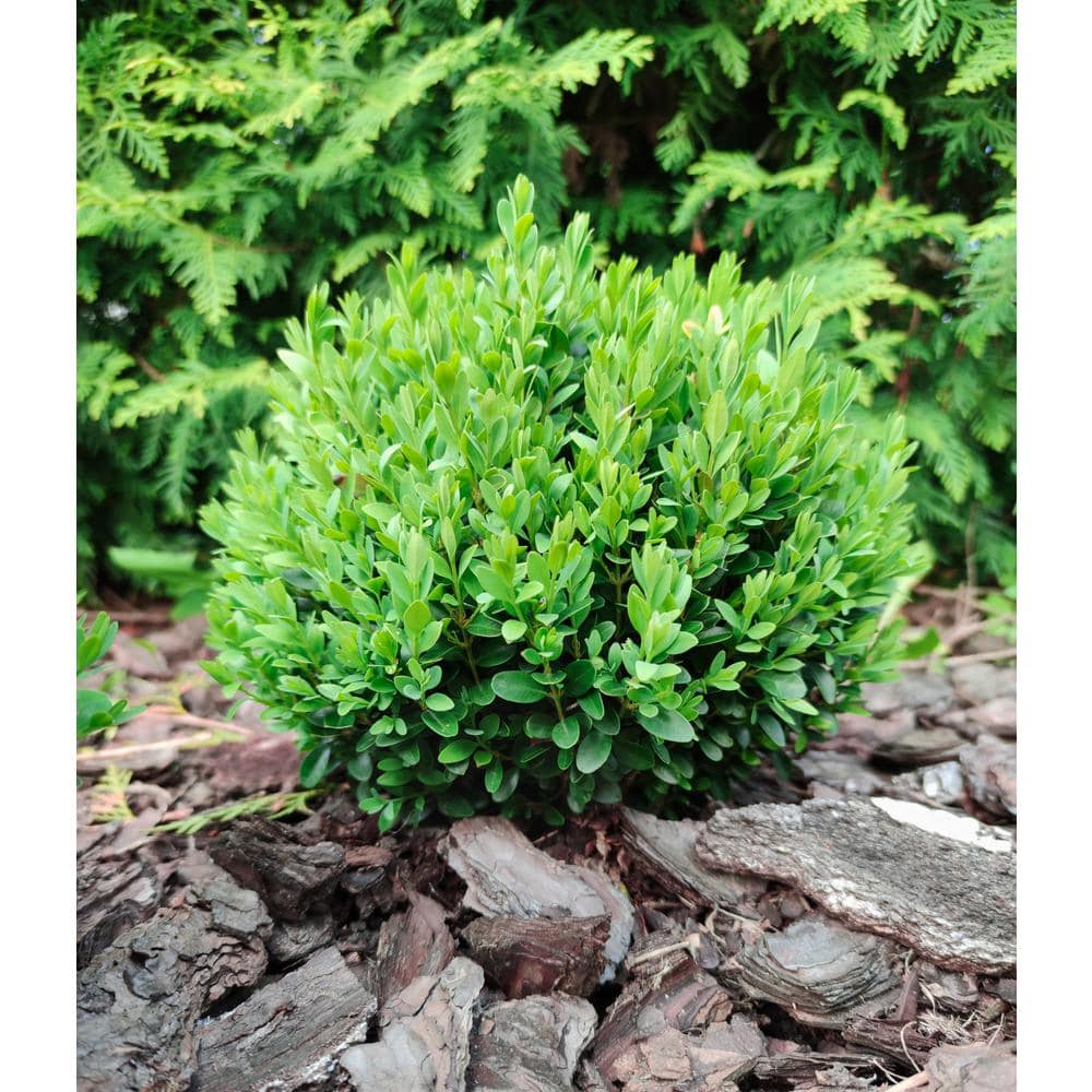Online Orchards 1 Gal. Boxwood Sprinter Plant with Green Blossoms in ...