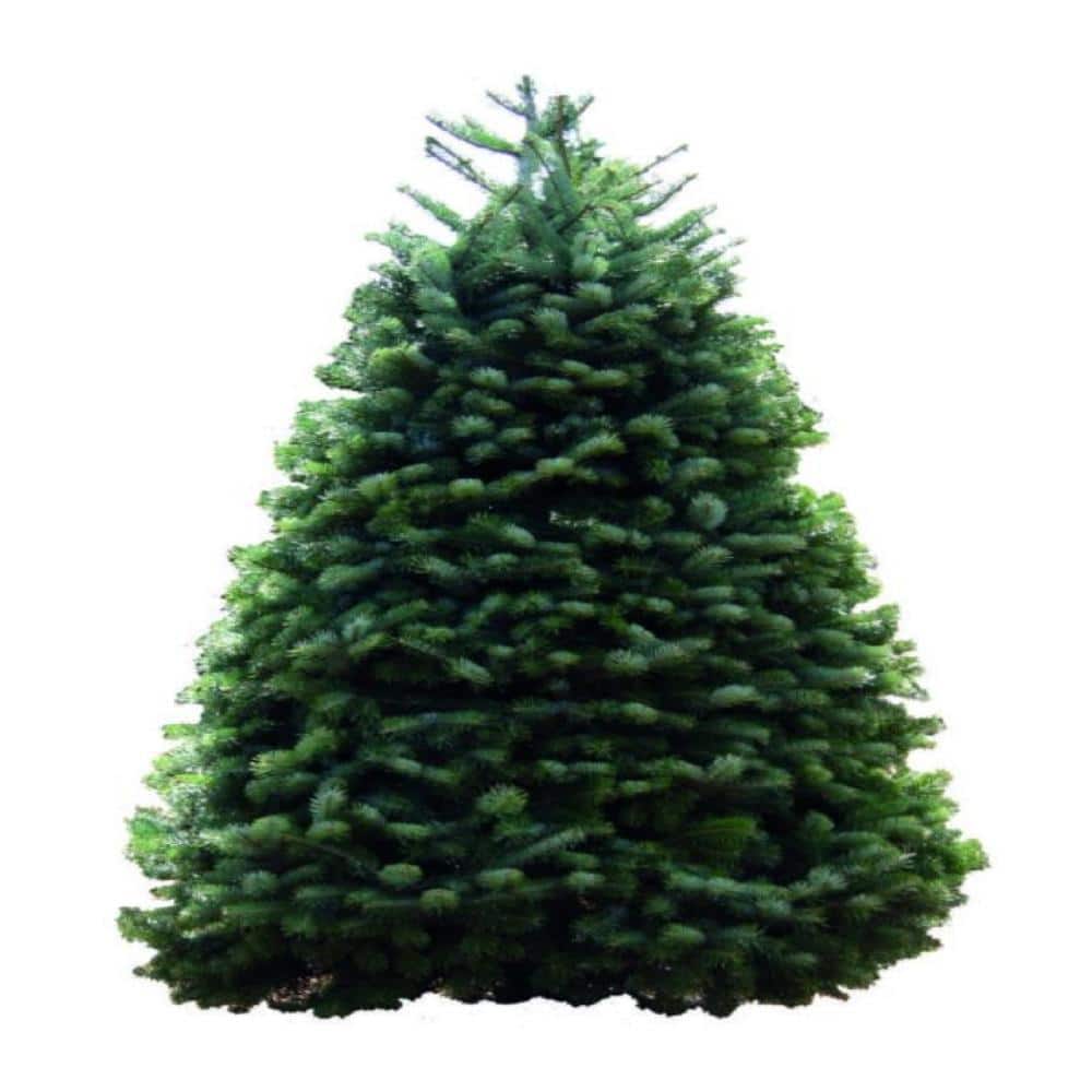 7-8 ft. Freshly Cut Live Nordmann Fir Christmas Tree 323107 - The Home ...
