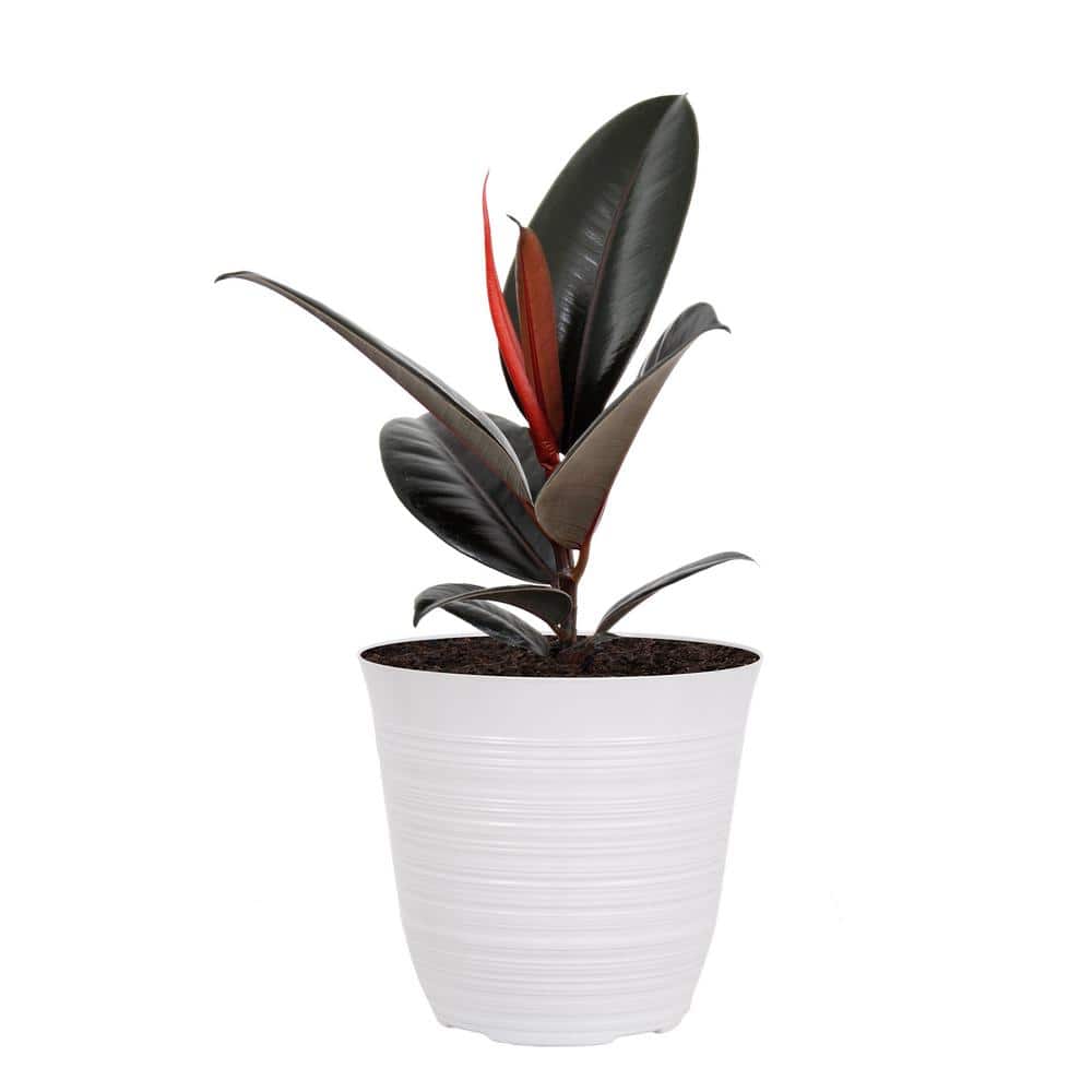 United Nursery Ficus Burgundy Rubber Plant Ficus Elastica Plant 6 inch ...