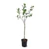 Online Orchards 3 ft. Comice Pear Tree with Self Fertile Red Blushed ...