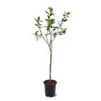 Online Orchards 3 ft. Lapins Cherry Semi Dwarf Tree with Abundant Self ...