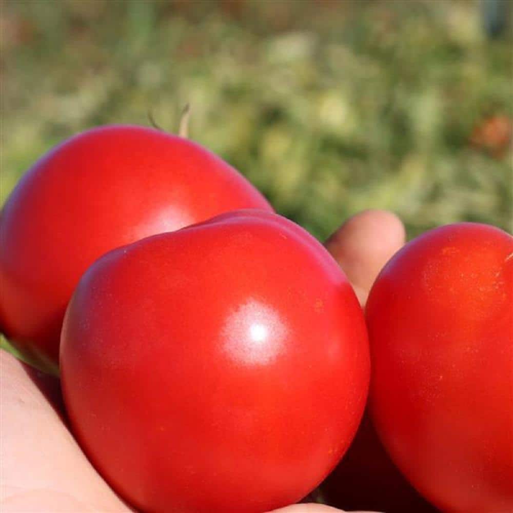 Burpee 4 In. Early Girl Plus Tomato Fruit Plant (6-Pack) PVTOM4EGP4PK ...