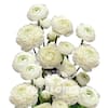 national PLANT NETWORK White Peony Ranunculus Plant Bulb Kit HD1643 ...