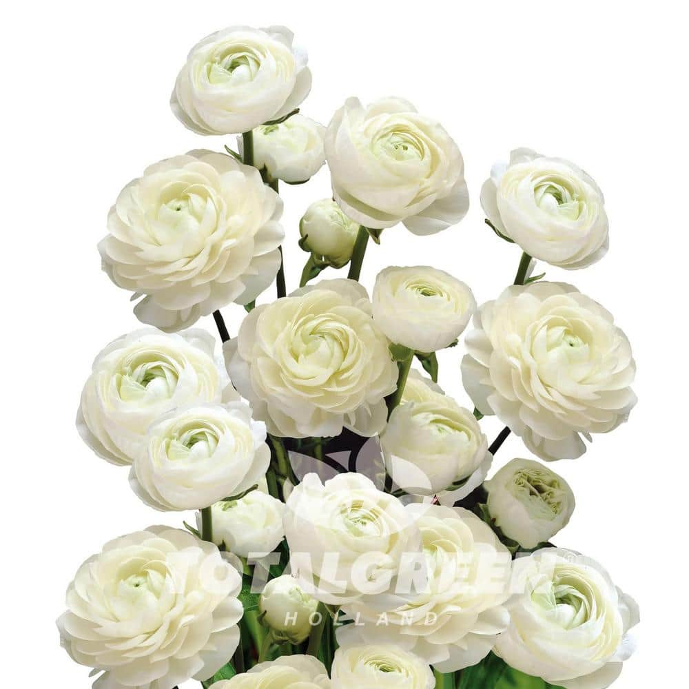 national PLANT NETWORK White Peony Ranunculus Plant Bulb Kit HD1643 ...