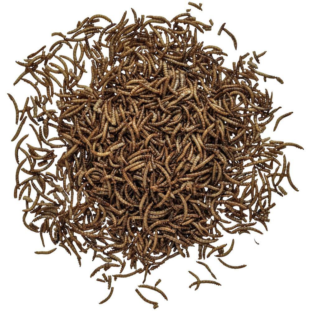 BIRDS choice Mealworm Wild Bird Food MW1LB - The Home Depot