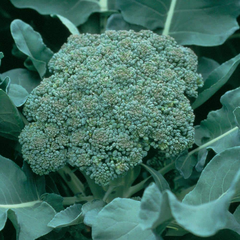 Burpee 804PK Broccoli Brassica 'Destiny' Vegetable Plant with No ...