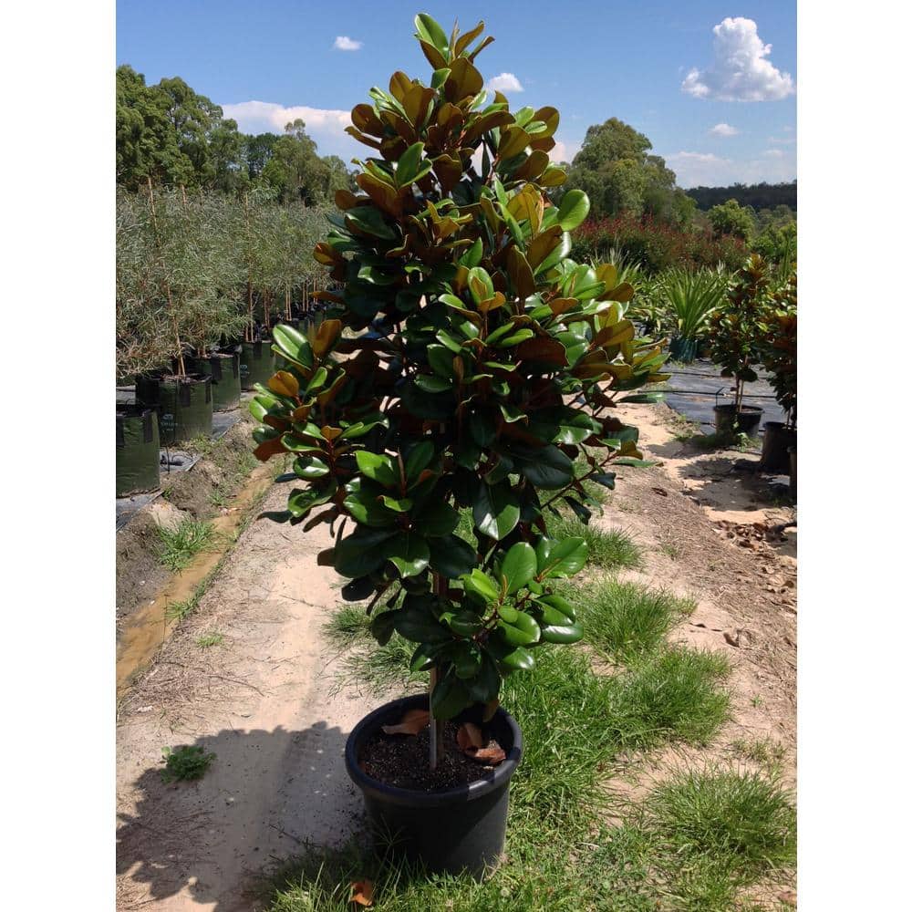 7 Gal. Teddy Bear Southern Magnolia Evergreen Tree MAGTED07G - The Home ...