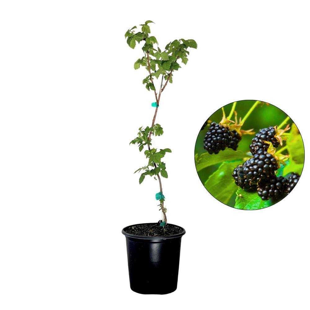 Alder & Oak #2 Container Triple Crown Blackberry Vine Shrub Plant ...