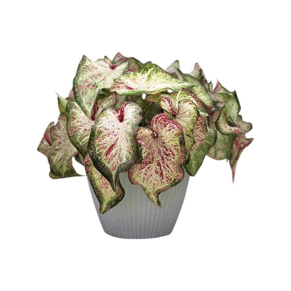 Vigoro 1.8 Gal. Caladium Fancy Leaf Peppermint Pink in 11 in. Hanging ...