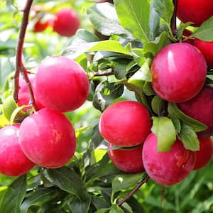 7 gal. Blue Damson Plum Fruit Tree PLUDAM07G - The Home Depot
