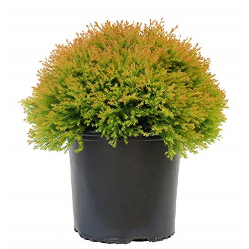Green Promise Farms 2 Gal. Fire Chief Globe Arborvitae, Live Plant with ...