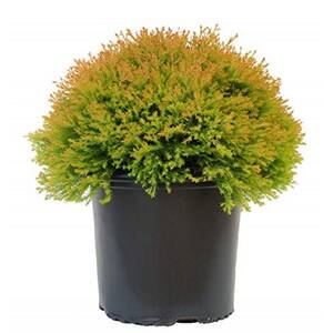MCCORKLE 2 Gal. Fire Chief Arborvitae (Thuja) Live Dwarf Evergreen ...