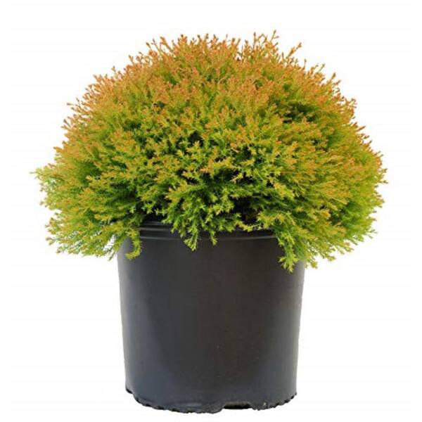 Green Promise Farms 3 Gal. Fire Chief Globe Arborvitae, Live Plant with ...