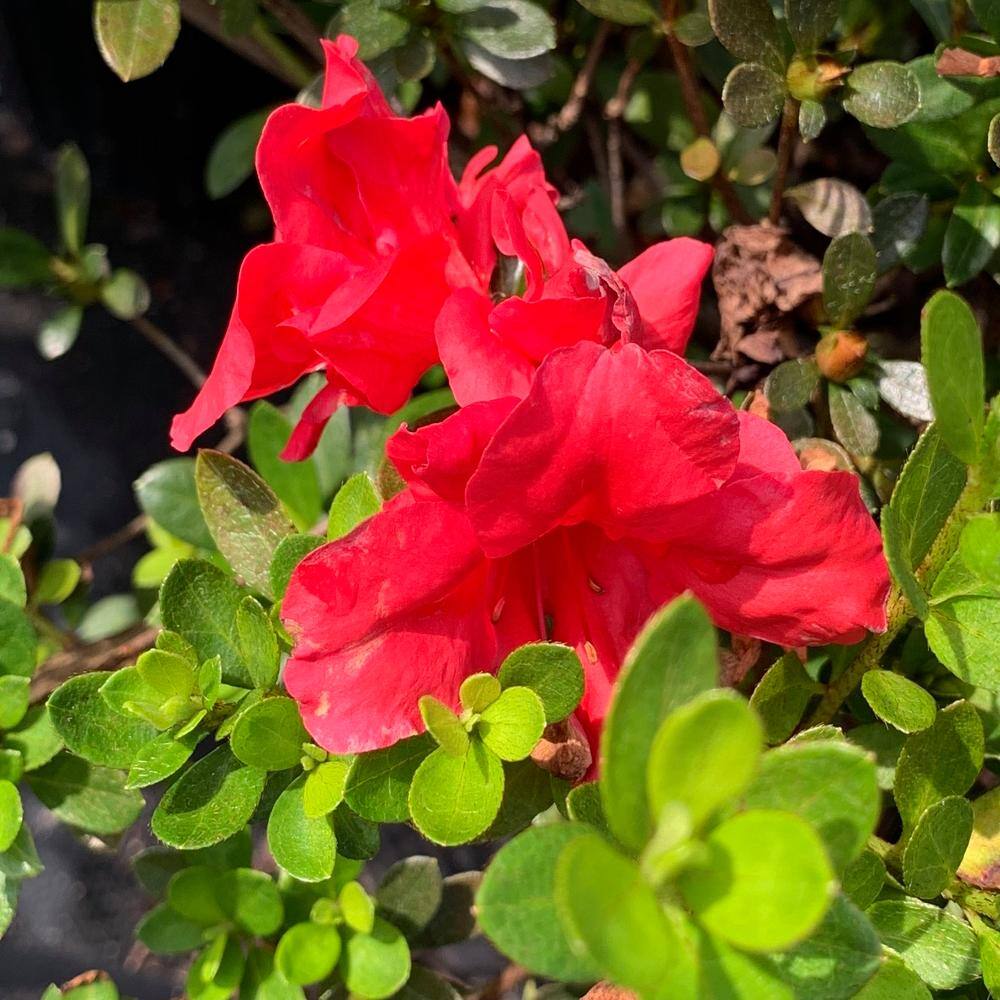 OnlinePlantCenter 3 Gal. Vivid Azalea Shrub with Bright Red Flowers ...