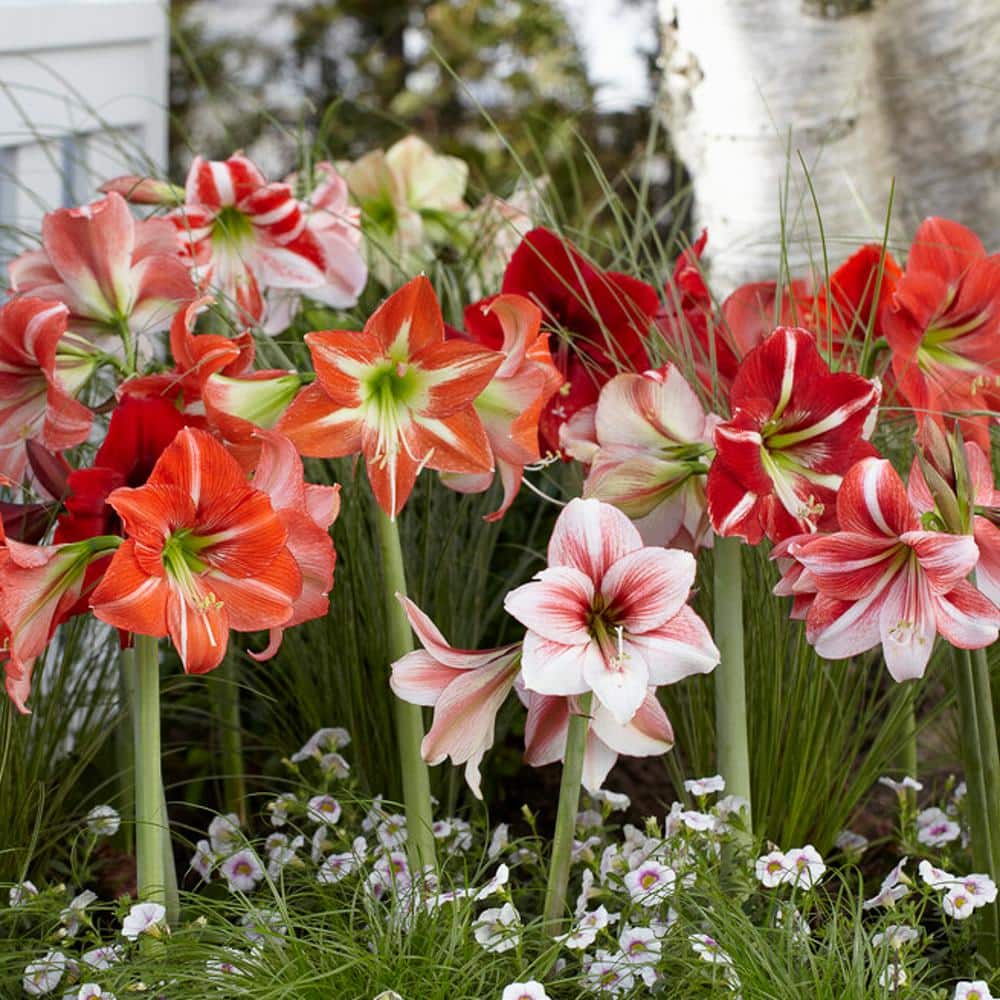 VAN ZYVERDEN Van Zyverden Garden Amaryllis Mixed Colors Set of 5-Plant ...