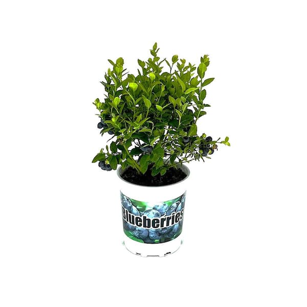 Reviews for 2.5 qt. Top Hat Blueberry Live Plant with Small Sweet Firm ...