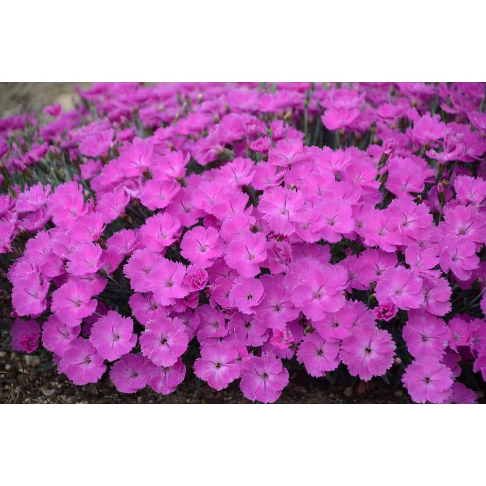 PROVEN WINNERS Pinks (Dianthus) Paint The Town Fuchsia Plant 21072 ...