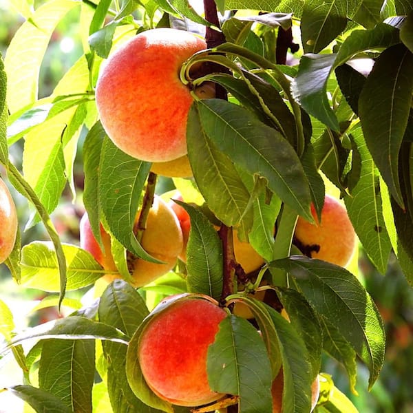 7 Gal. Bounty Peach Fruit Tree PCHBOU07G - The Home Depot