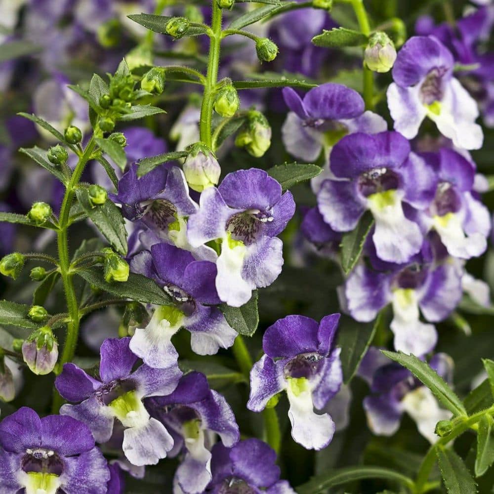 Proven Winners 7 in. Royale Angelface Wedgwood Blue Summer Snapdragon ...