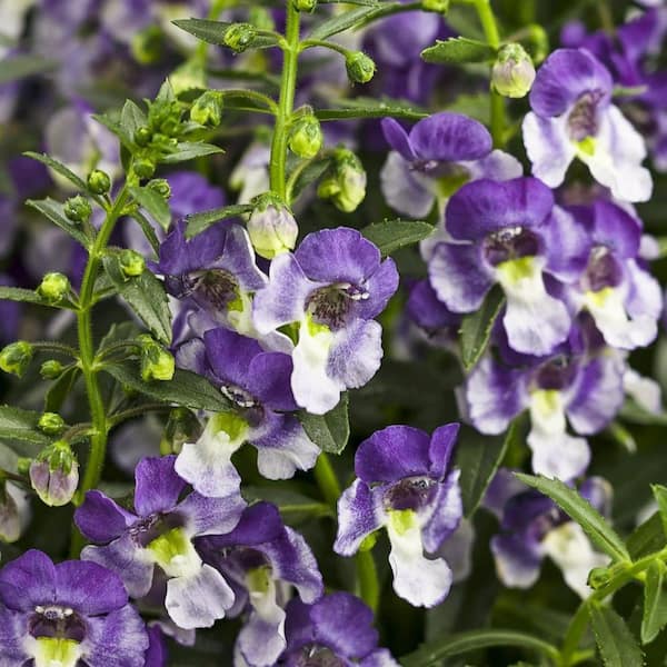 Proven Winners 7 in. Royale Angelface Wedgwood Blue Summer Snapdragon ...