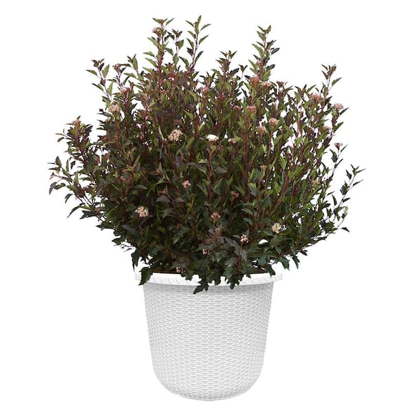 Reviews for FIRST EDITIONS 2 Gal. Little Devil Ninebark Shrub with Dark ...