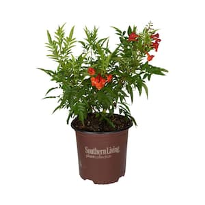 SOUTHERN LIVING 1.5 Gal. Bells of Fire Tecoma, Live Blooming Perennial ...
