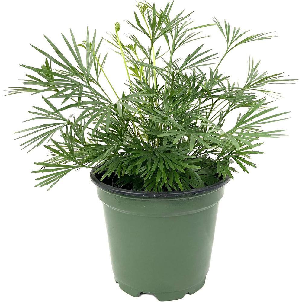 Wekiva Foliage Eyelash Fern-Live Plant in a 4 Inch Pot-Actiniopteris ...