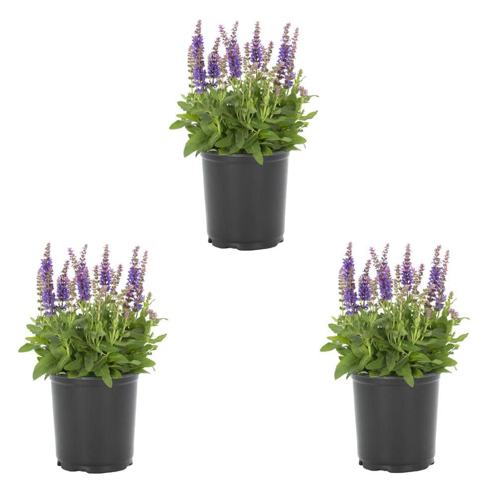 METROLINA GREENHOUSES 2 Qt. Salvia Apex Blue Perennial Plant (3-Pack ...