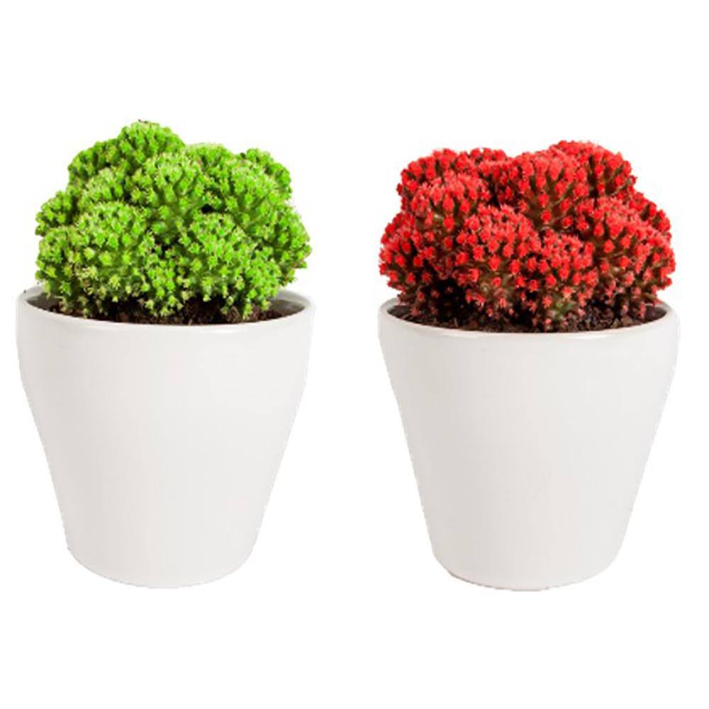 Costa Farms DESERT GEM BOX DGEM4E - The Home Depot