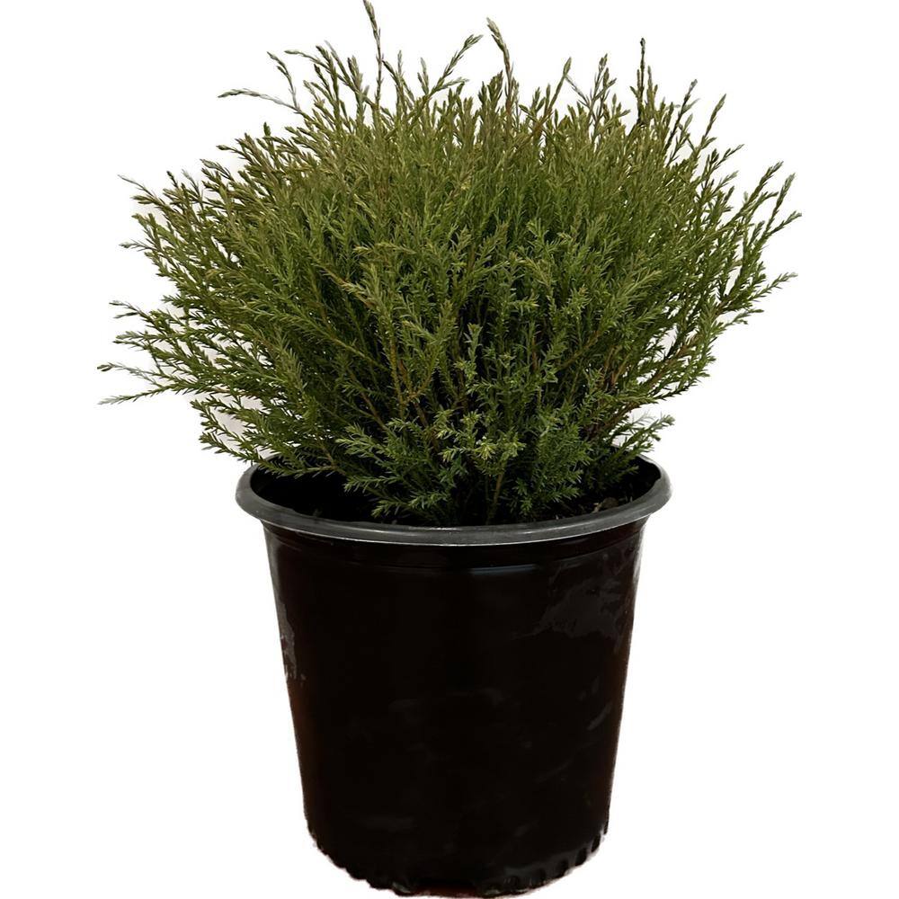 2.25 Gal. Mr. Bowling Ball Arborvitae (Thuja) Live Shrub 884203 - The ...